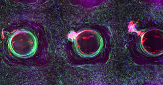 Scaling up tissue… | Harvard Office of Technology Development