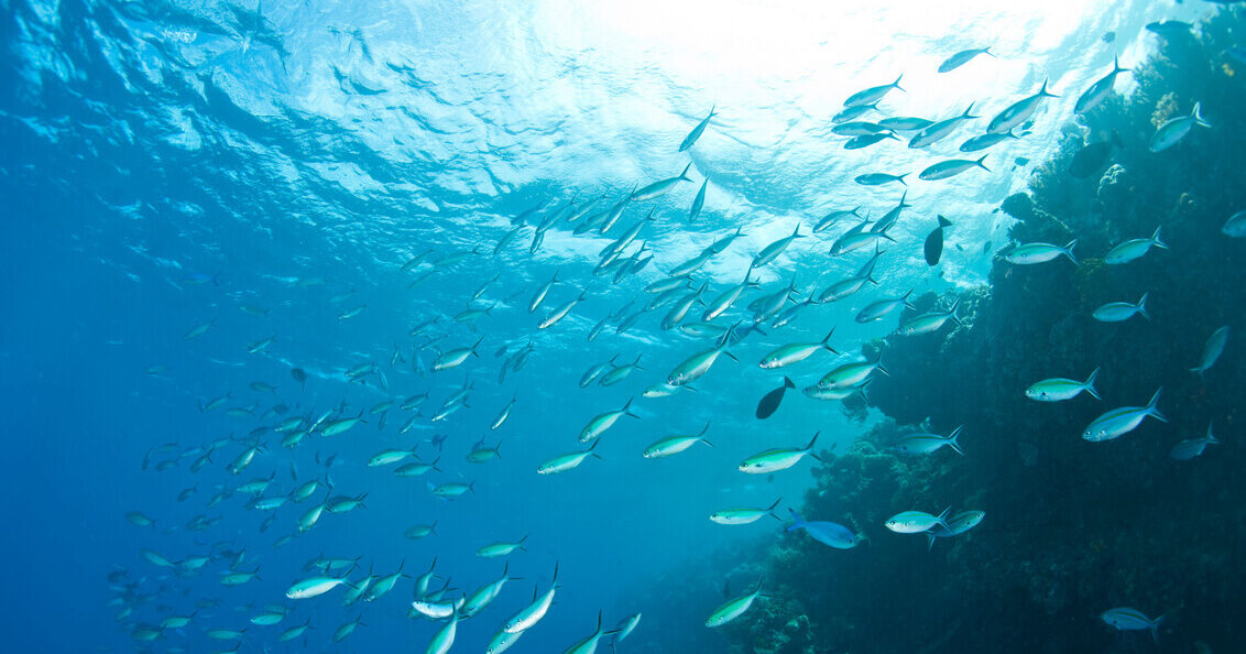 Reel hope for ocean conservation