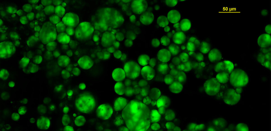 Obatala Sciences Announces Commercial Launch of Its ObaCell®…